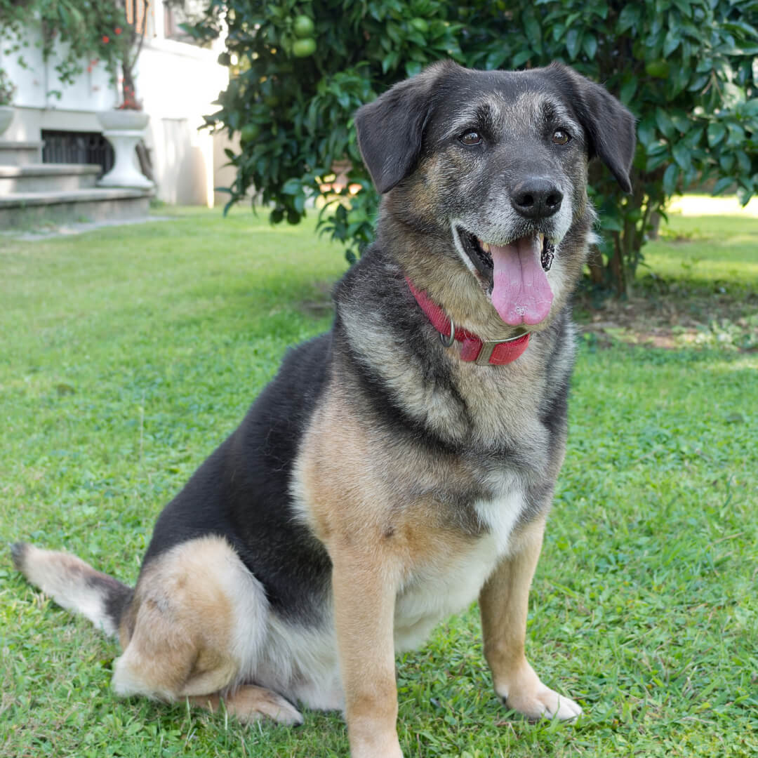 Geriatric Animals - Dr. Melissa Shaw, D.C.